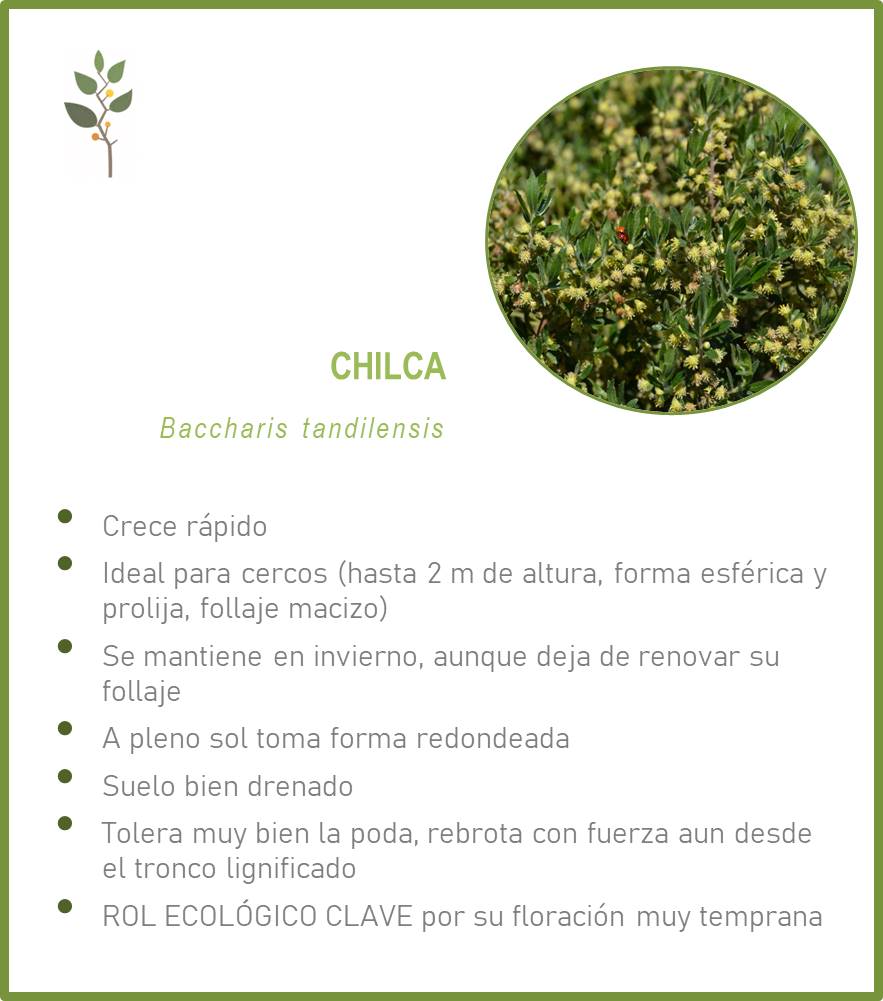Nuestra flora: La chilca, un arbusto que podemos disfrutar en las ...