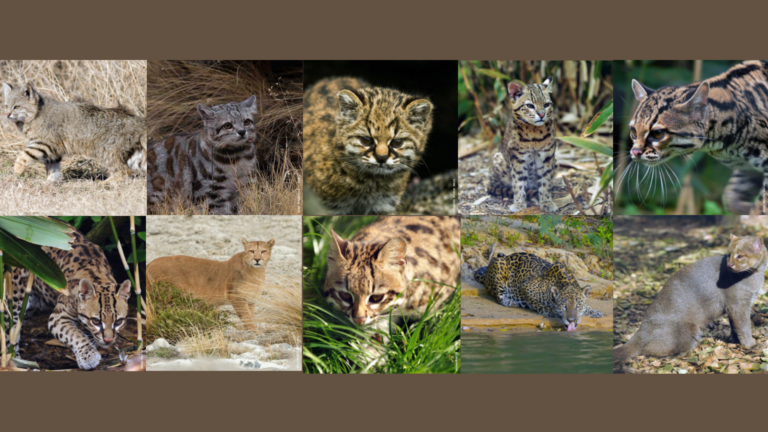 Te presentamos los felinos de Argentina – Conexión Animal