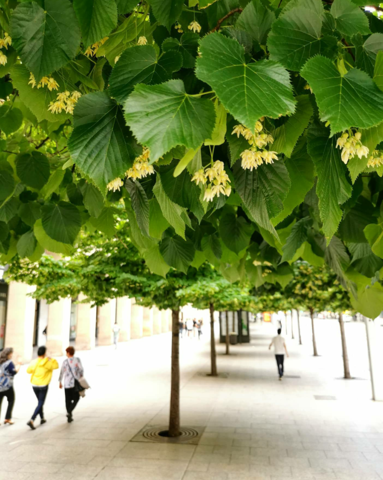 ¿Qué es el tilo y cuáles son sus beneficios? – Conexión Animal