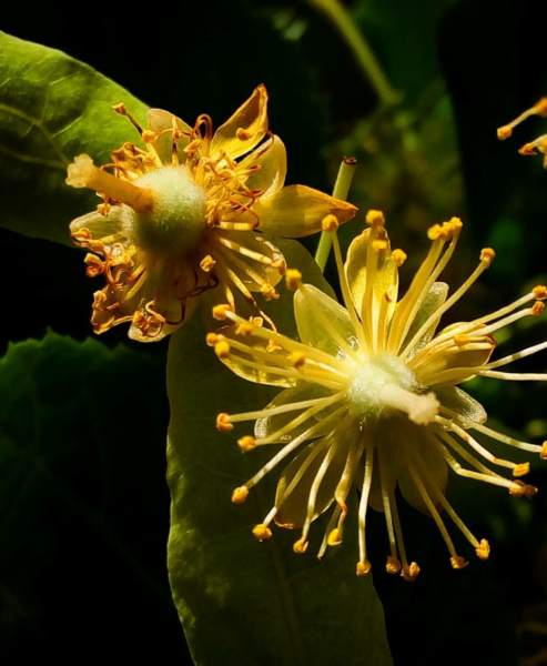 ¿Qué es el tilo y cuáles son sus beneficios? – Conexión Animal