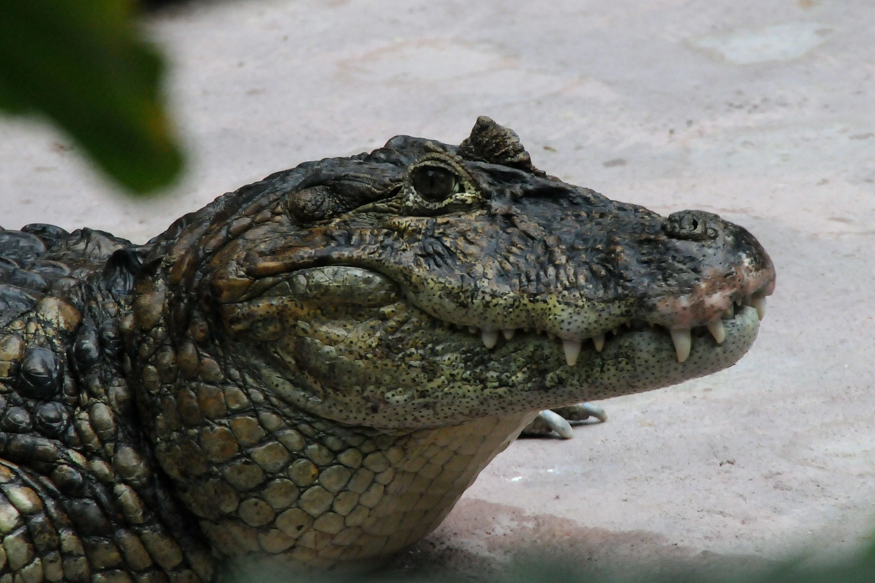El caimán yacaré: un emblema del litoral argentino – Conexión Animal